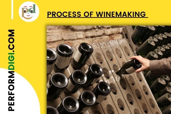 Process of Winemaking | How to make wine | 5 steps of making wine