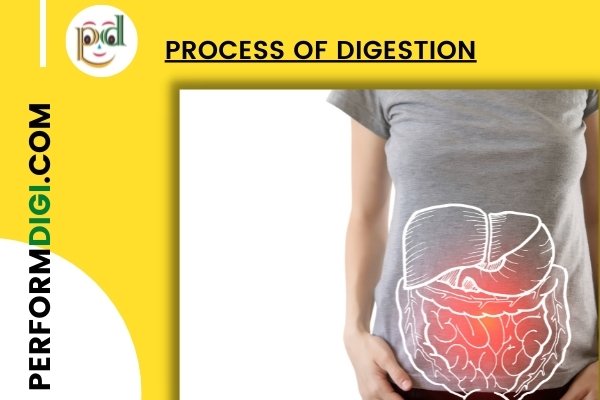 Digestion Process | Steps | Why is digestion important?